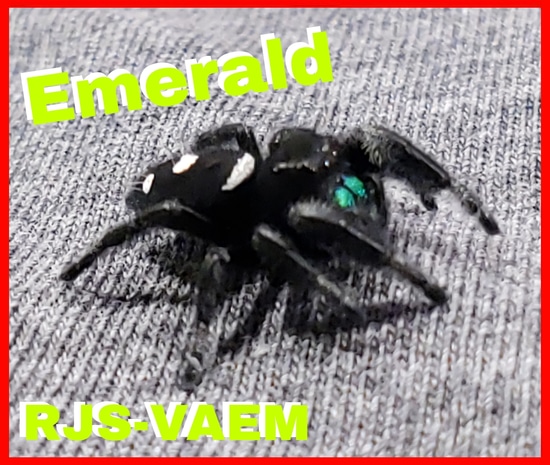 Emerald Jumping Spider True Spider by Exotics Source Formely Infinite ...