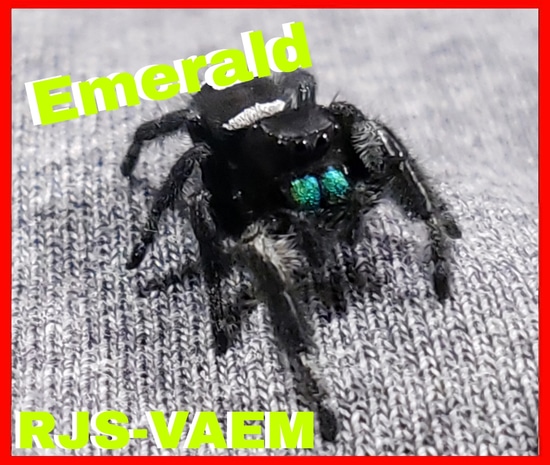 Emerald Jumping Spider (Regal) True Spider by Infinite Reptiles