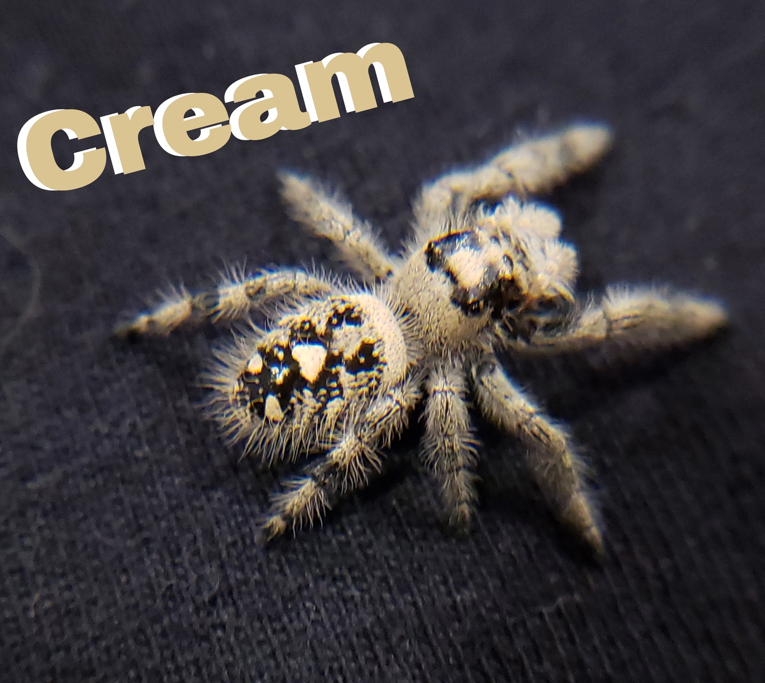 Cream Jumping Spider (Regal) True Spider by Infinite Reptiles - MorphMarket