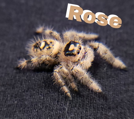 Rose Jumping Spider (Regal) True Spider by Exotics Source Formely ...