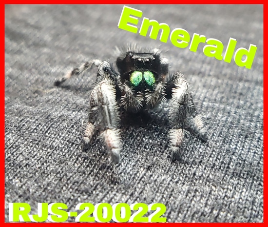Emerald Jumping Spider True Spider by Infinite Reptiles