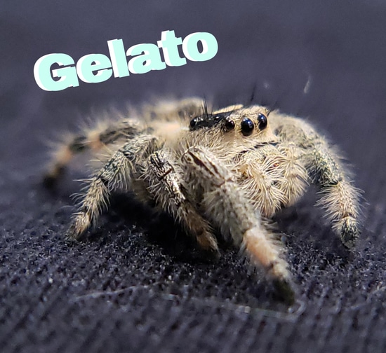 Gelato Jumping Spider (Regal) True Spider by Infinite Reptiles