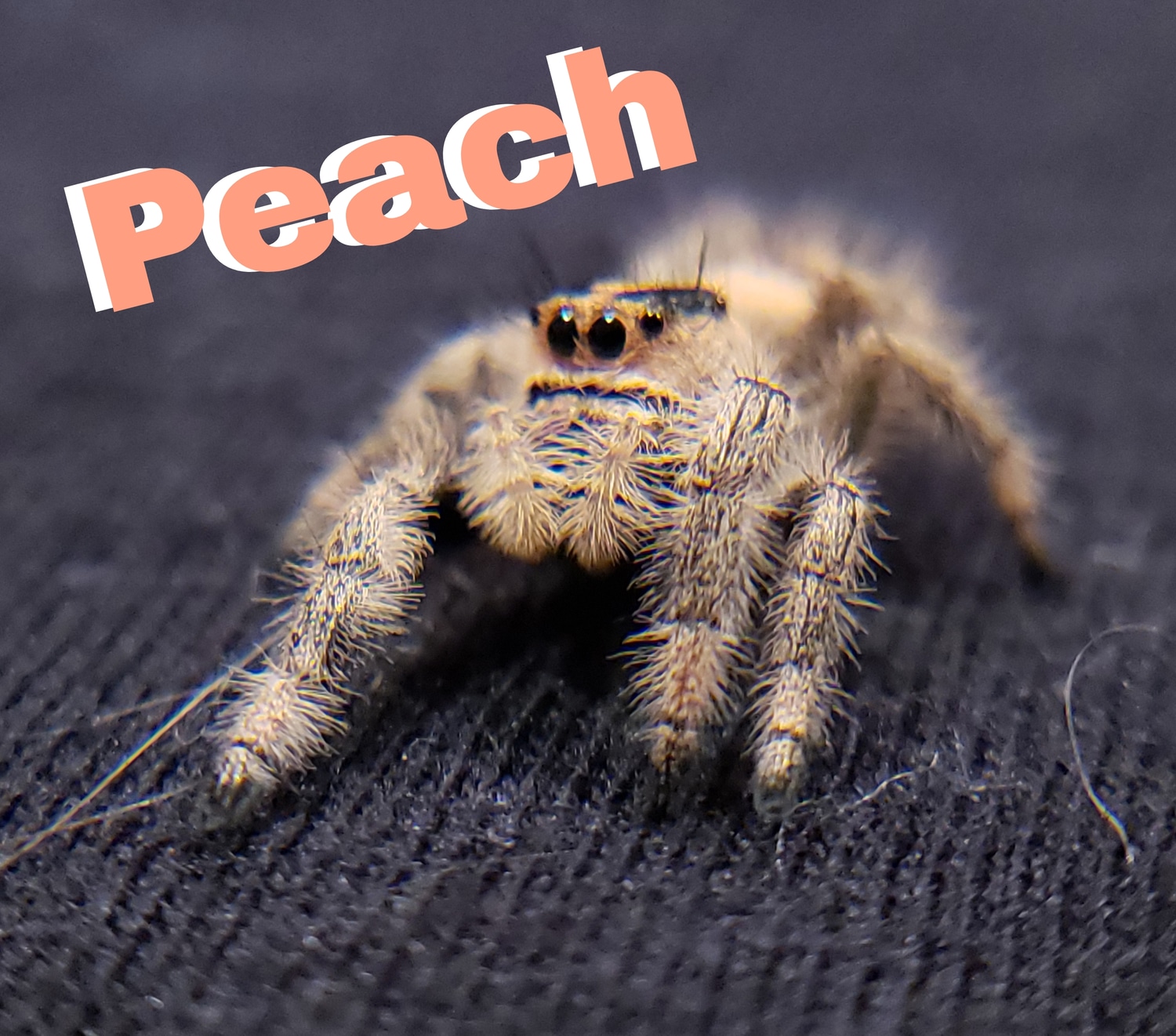 Peach Jumping Spider (Regal) True Spider by Infinite Reptiles - MorphMarket