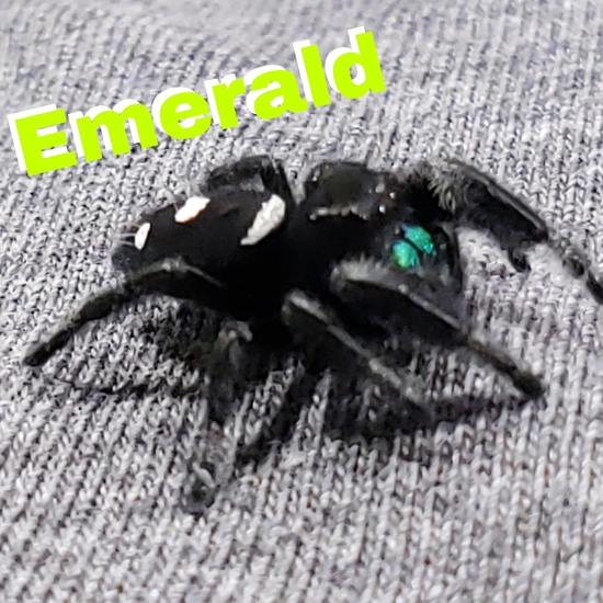 Emerald Jumping Spider True Spider by Infinite Reptiles
