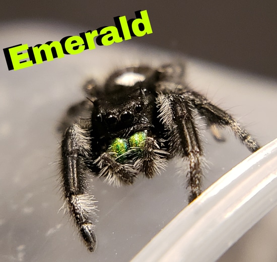 Emerald Jumping Spider (Regal) True Spider by Infinite Reptiles