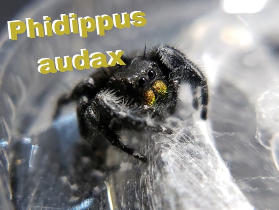 Phiddipus Audax True Spider by Infinite Reptiles