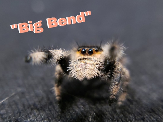 Big Bend Audax True Spider by Infinite Reptiles