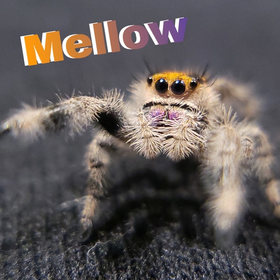 Regal Jumping Spider True Spider by Exotics Source Formely Infinite ...