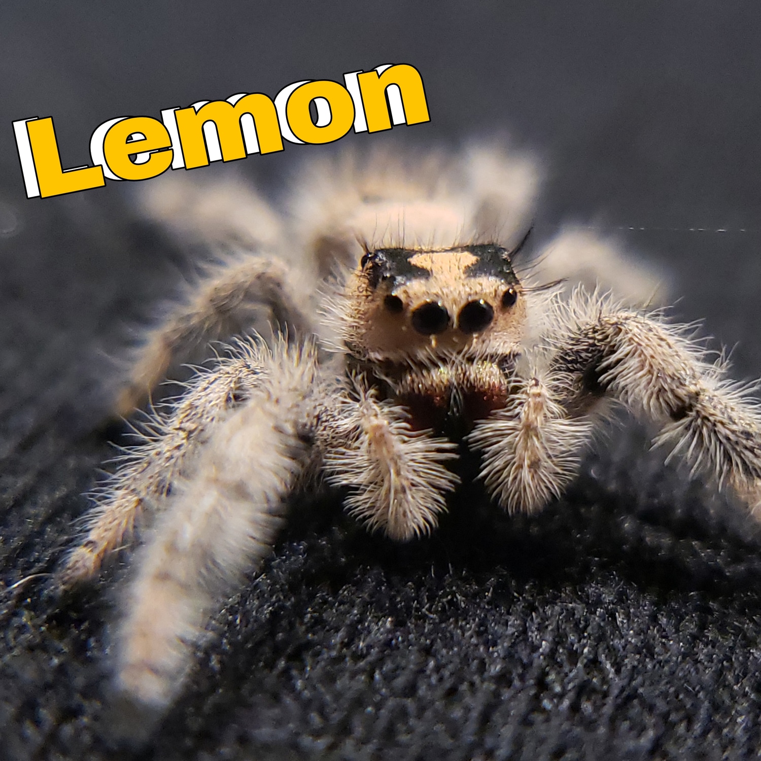 Lemon Jumping Spider (Regal) True Spider by Infinite Reptiles - MorphMarket
