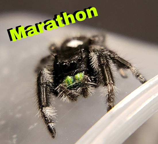 Emerald Jumping Spider (Regal) True Spider by Infinite Reptiles