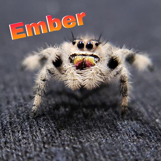 Ember Jumping Spider (Regal) True Spider by Infinite Reptiles