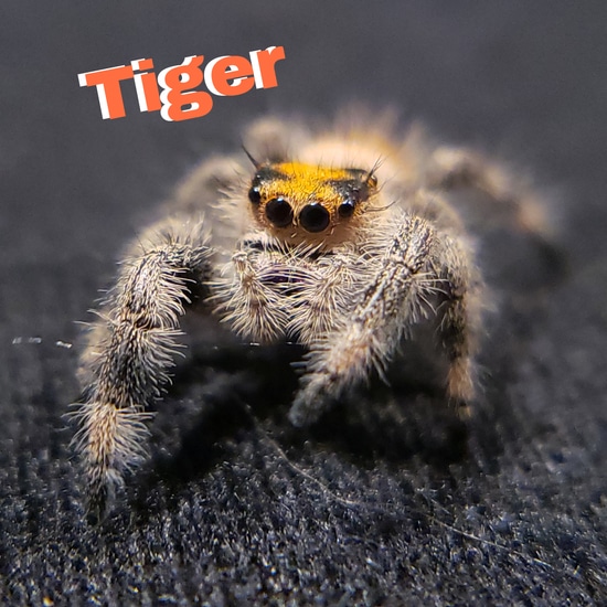 Tiger Jumping Spider (Regal) True Spider by Exotics Source Formely ...