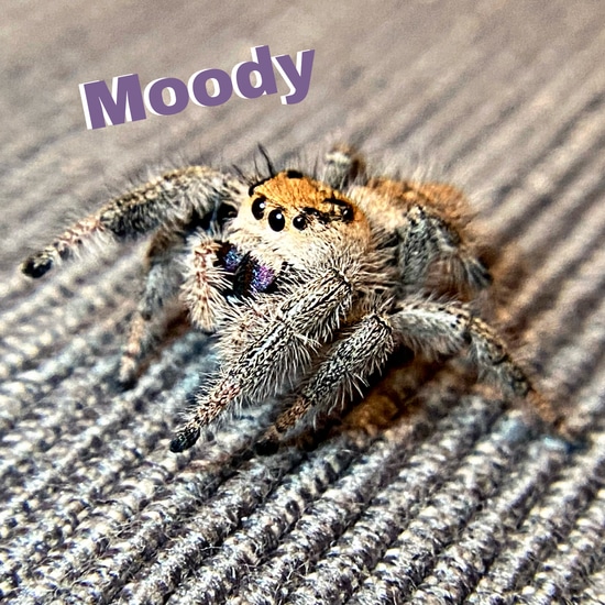 Moody Jumping Spider (Regal) True Spider by Exotics Source Formely ...