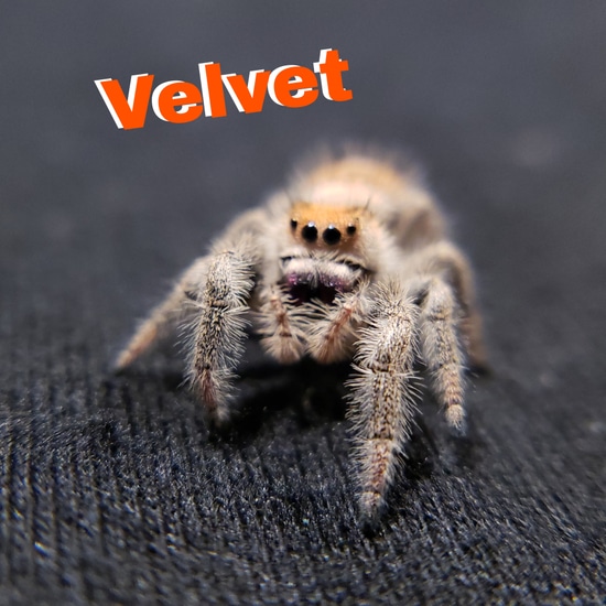 Velvet Jumping Spider (Regal) True Spider by Exotics Source Formely ...