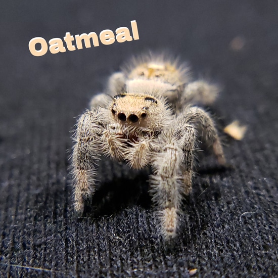 Oatmeal Jumping Spider (Regal) True Spider by Infinite Reptiles