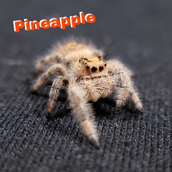 Pineapple Jumping Spider (Regal) True Spider by Infinite Reptiles