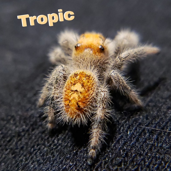Tropical Jumping Spider (Regal) True Spider by Infinite Reptiles