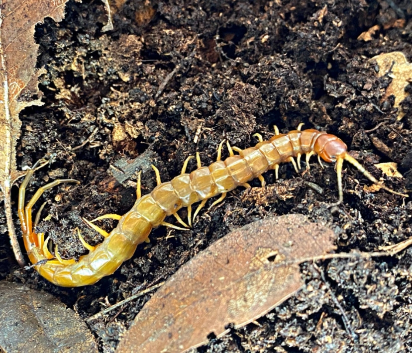 Giant Haitian Scolopendra Alternans Centipede by Infinite Reptiles ...
