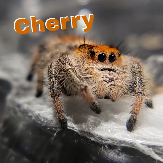 Cherry Jumping Spider (Regal) True Spider by Exotics Source Formely ...