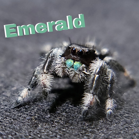 Emerald Jumping Spider (Regal) True Spider by Exotics Source Formely ...