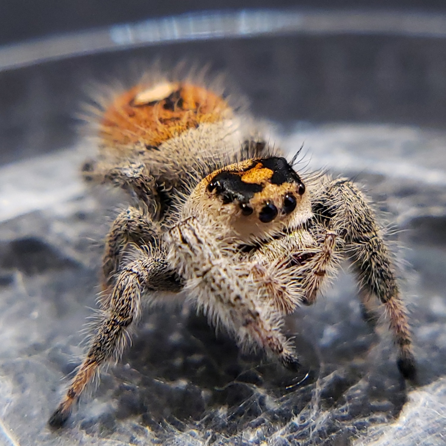 Regal Jumping Spider True Spider by Infinite Reptiles - MorphMarket