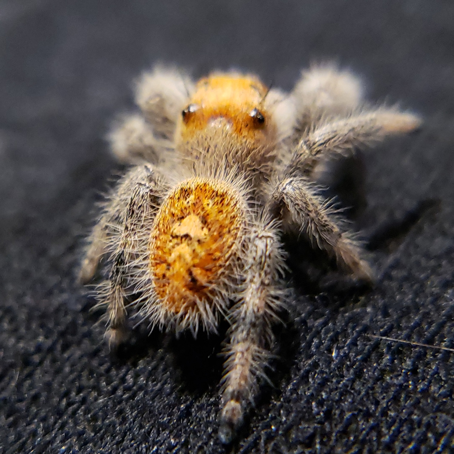 Regal Jumping Spider True Spider by Infinite Reptiles - MorphMarket