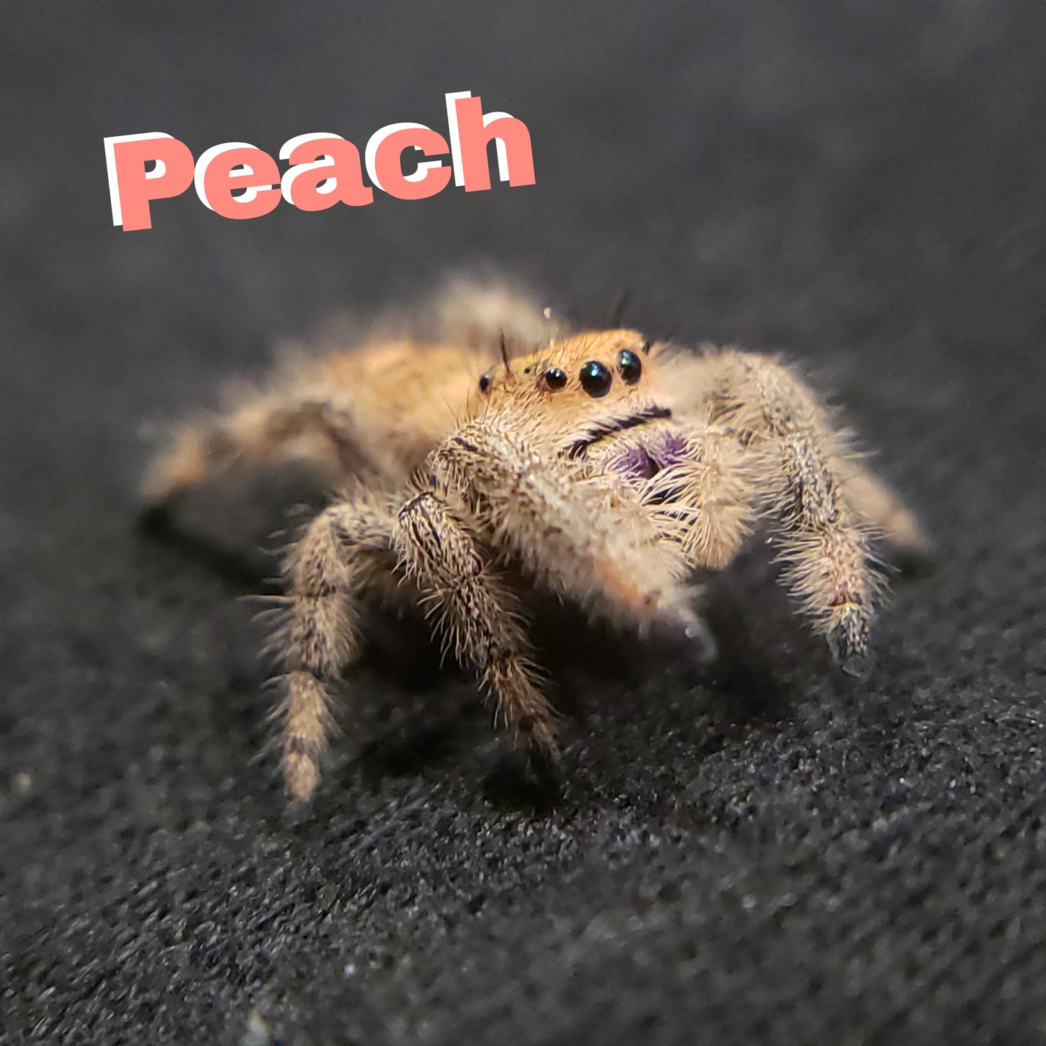 Peach True Spider by Infinite Reptiles - MorphMarket
