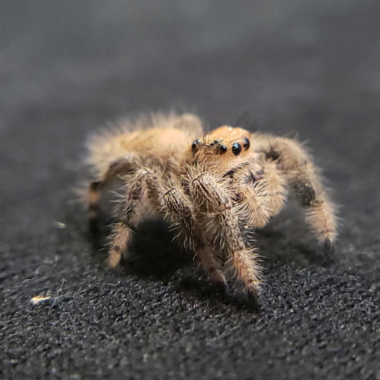 Peach Jumping Spider True Spider by Exotics Source Formely Infinite ...