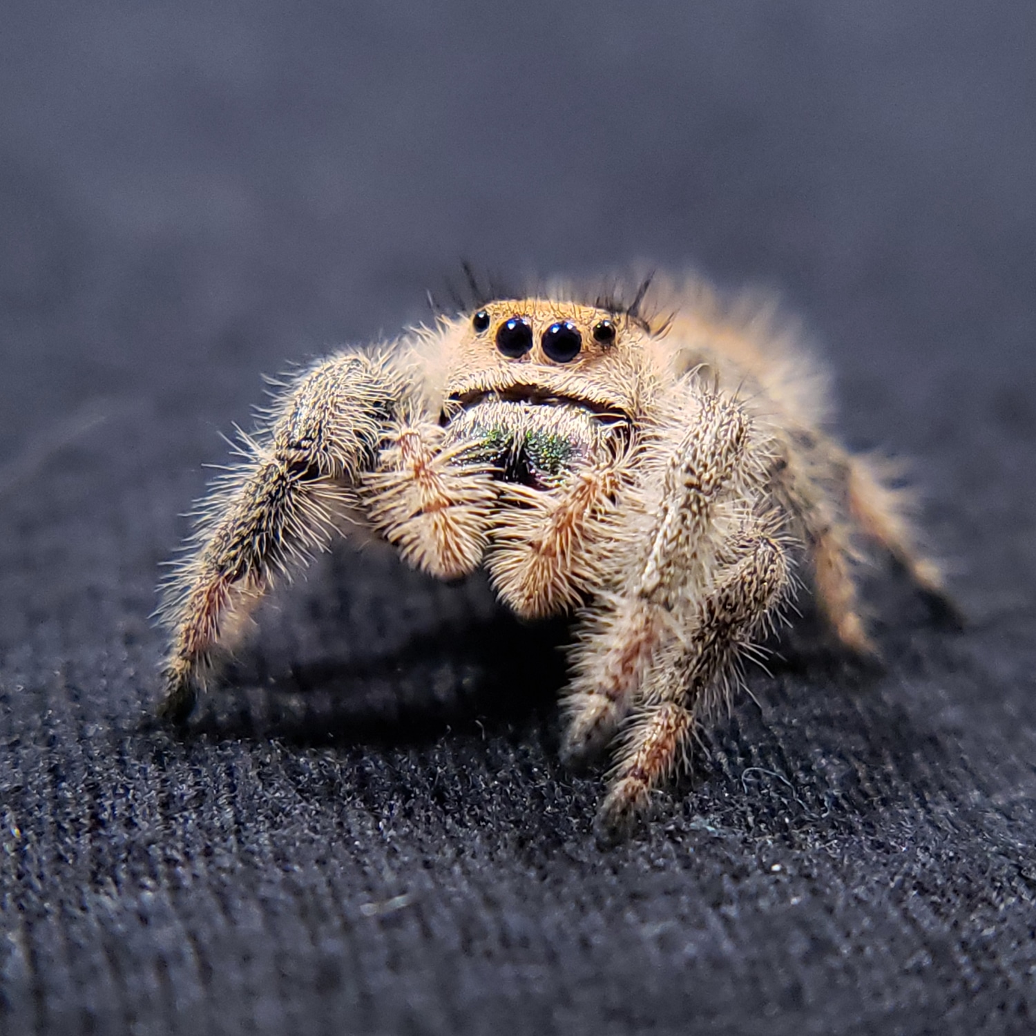 Regal Jumping Spider True Spider by Infinite Reptiles - MorphMarket