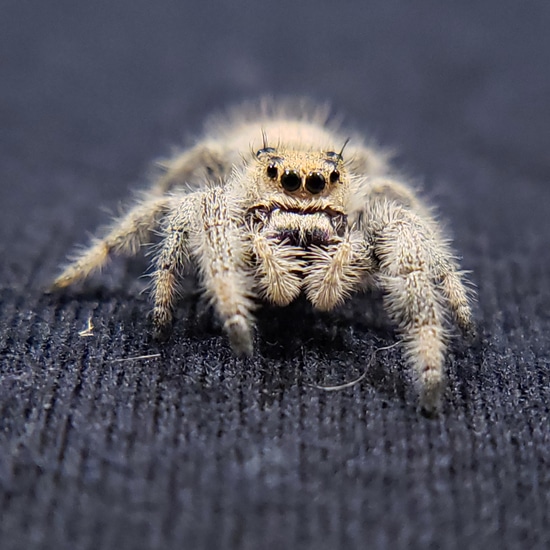 Regal Jumping Spider True Spider by Exotics Source Formely Infinite ...