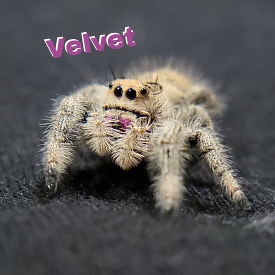 Vanilla Jumping Spider (Regal) True Spider by Exotics Source Formely ...