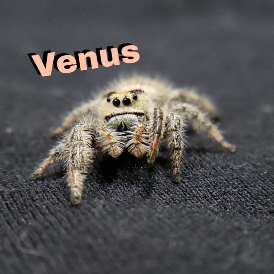 Vanilla Jumping Spider (Regal) True Spider by Infinite Reptiles