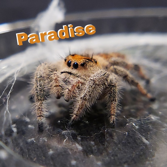 Paradise Jumping Spider (Regal) True Spider by Exotics Source Formely ...