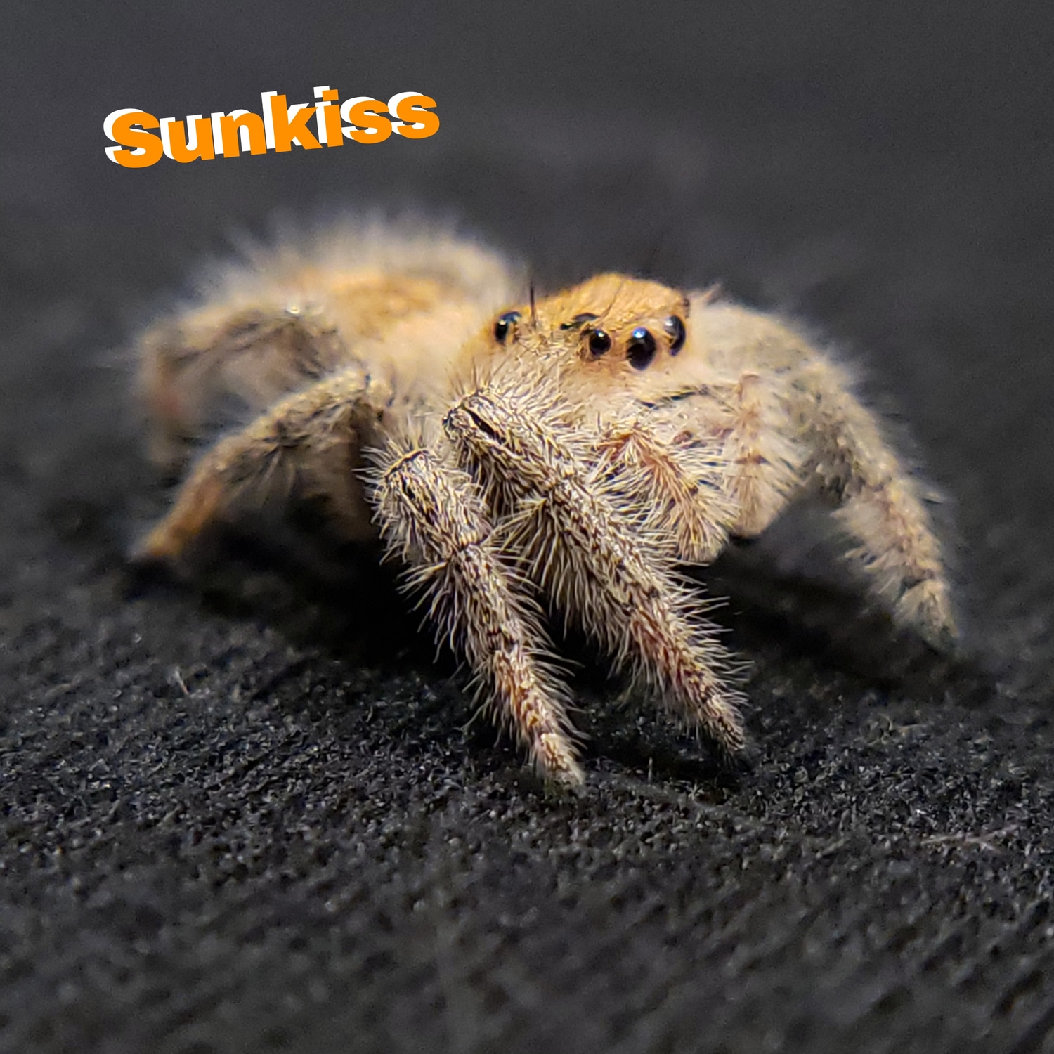 Mango Jumping Spider (Regal) True Spider by Infinite Reptiles - MorphMarket