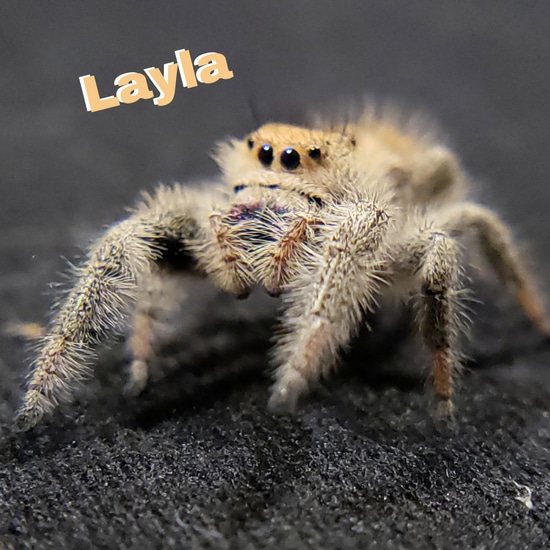 Layla Jumping Spider (Regal) True Spider by Infinite Reptiles