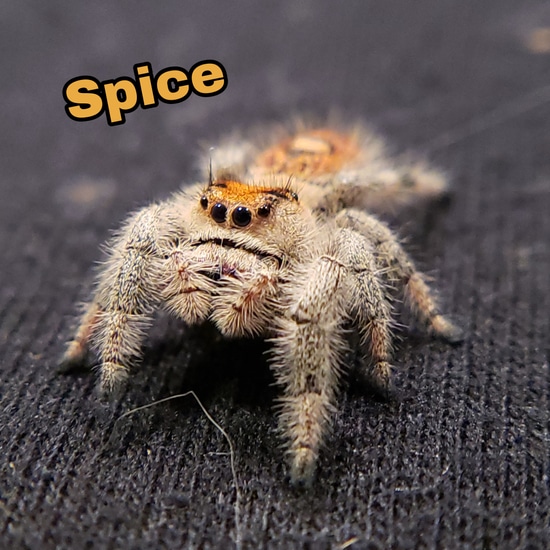 Spice Jumping Spider (Regal) True Spider by Exotics Source Formely ...