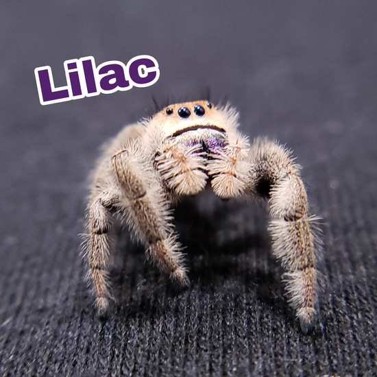Lilac Jumping Spider (Regal) True Spider by Infinite Reptiles