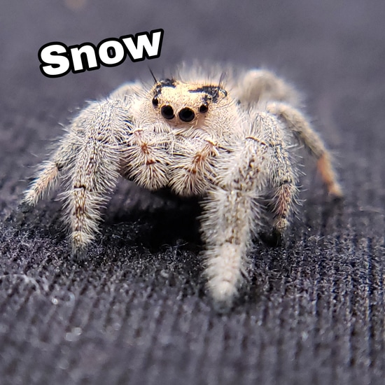 Snow Jumping Spider (Regal) True Spider by Infinite Reptiles