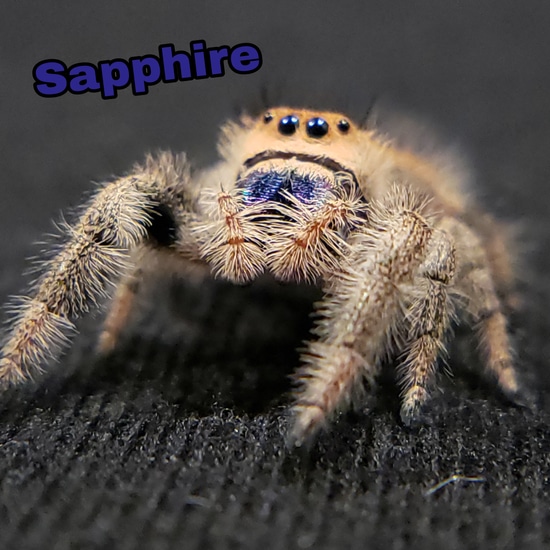 Sapphire Jumping Spider True Spider by Infinite Reptiles