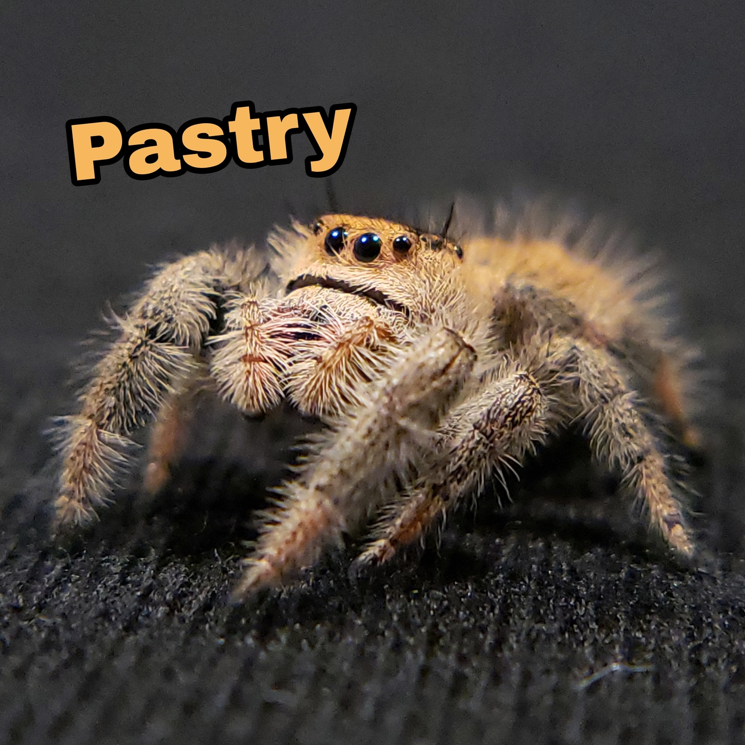 Peach Jumping Spider True Spider by Infinite Reptiles - MorphMarket
