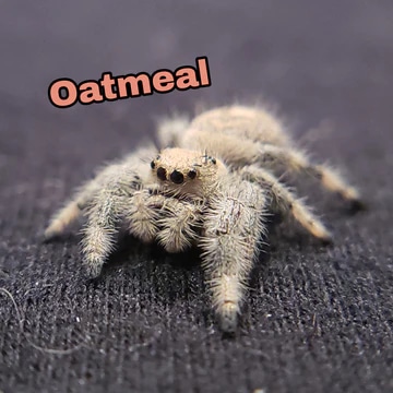 Regal Jumping Spider (Oatmeal) by Infinite Reptiles