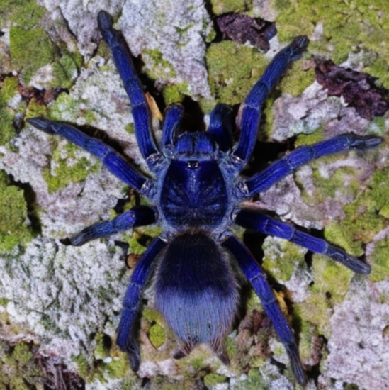 Brazilian Blue Tarantula (Pterinopelma Sazimai) by Exotics Source ...