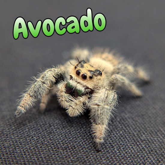Regal Jumping Spider Female “Avocado” by Exotics Source Formely ...