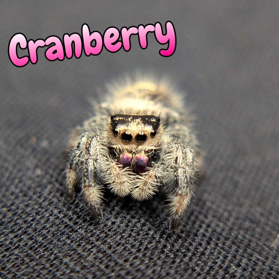 Regal Jumping Spider Female "Cranberry” by Exotics Source Formely ...