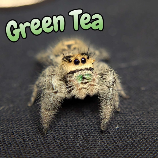 Regal Jumping Spider Female "Green Tea” by Exotics Source Formely ...