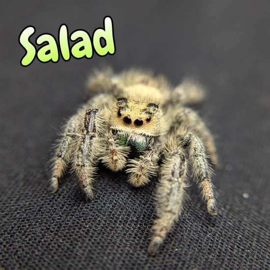 Regal Jumping Spider Female "Salad” by Exotics Source Formely Infinite ...