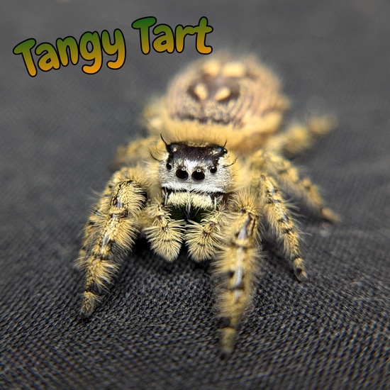 Otiosus Jumping Spider Female “Tangy Tart” by Exotics Source Formely ...