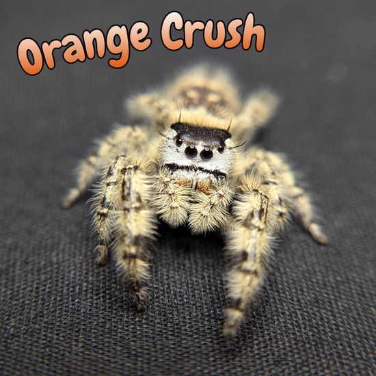 Otiosus Jumping Spider Female “Orange Crush” by Exotics Source Formely ...