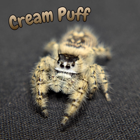 Otiosus Jumping Spider Female “Cream Puff” by Exotics Source Formely ...
