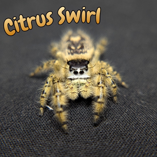 Otiosus Jumping Spider Female “Citrus Swirl” by Exotics Source Formely ...